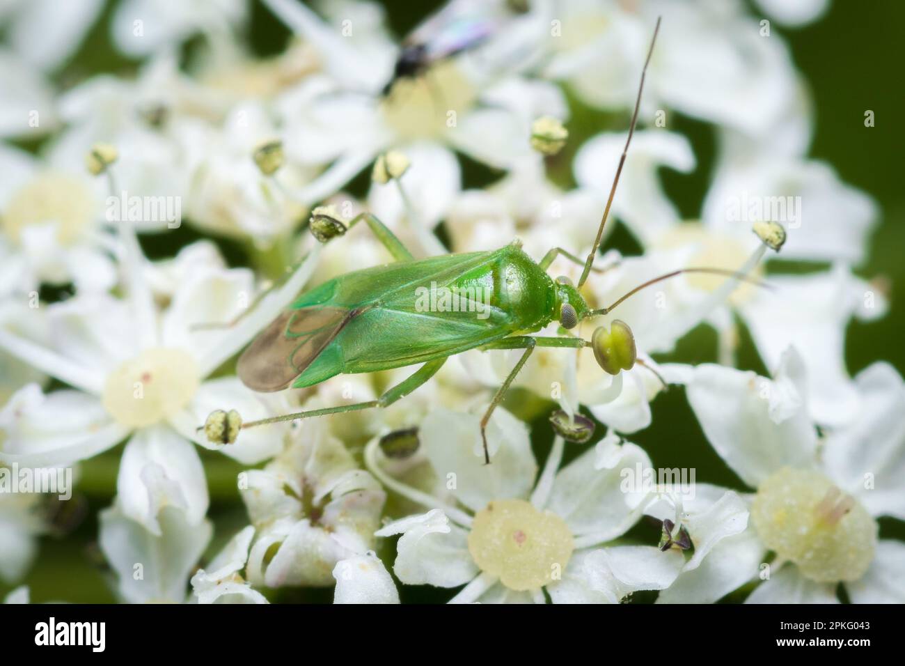 A green capsid bug (Lygocoris sp). Photographed at Tunstall Hills ...