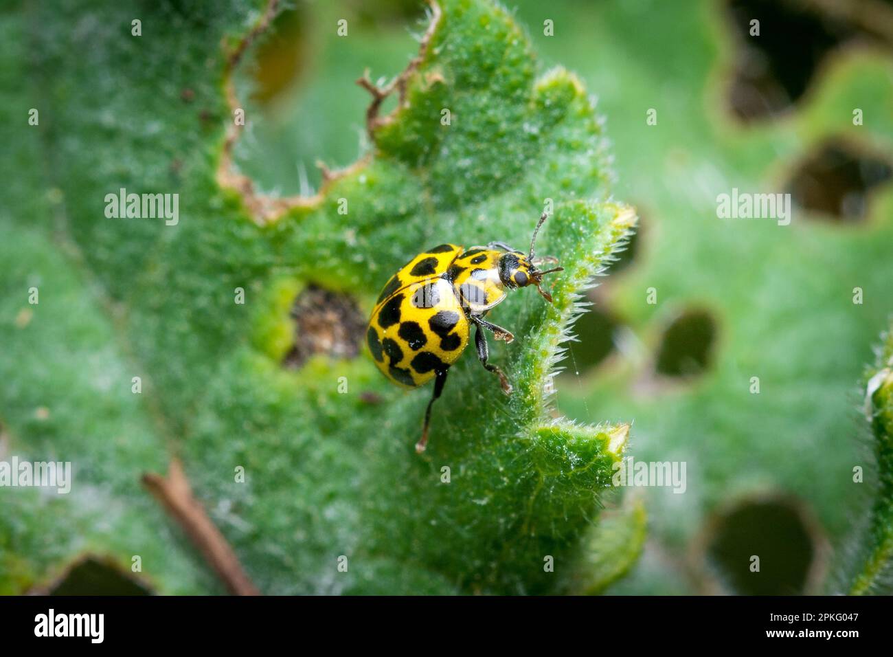 A tiny 22 spot ladybird (Psyllobora vigintiduopunctata) on a leaf ...