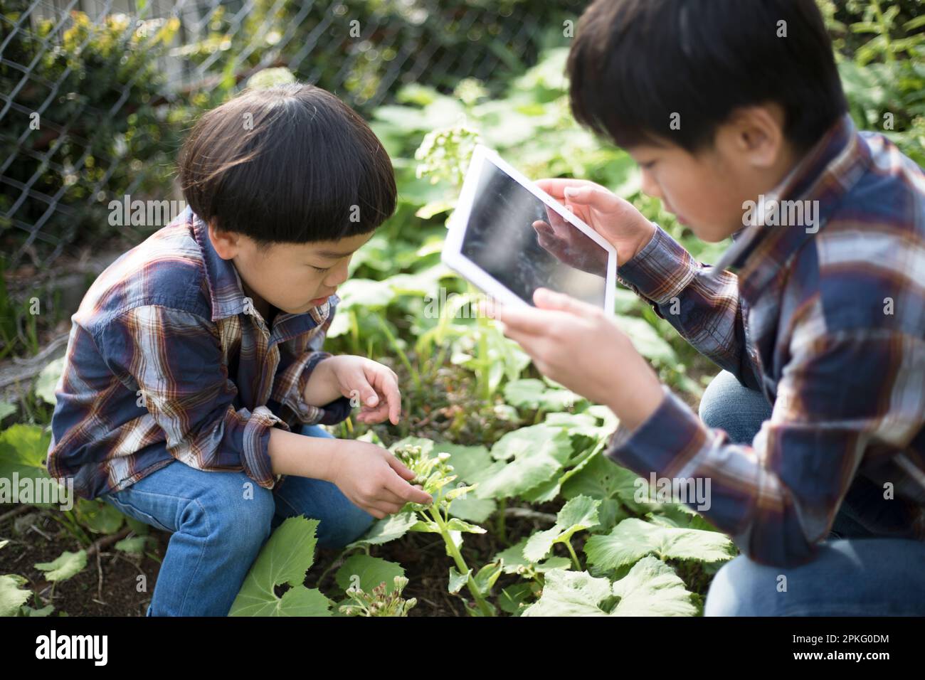 Brothers observing plants in the garden and taking pictures with their ...