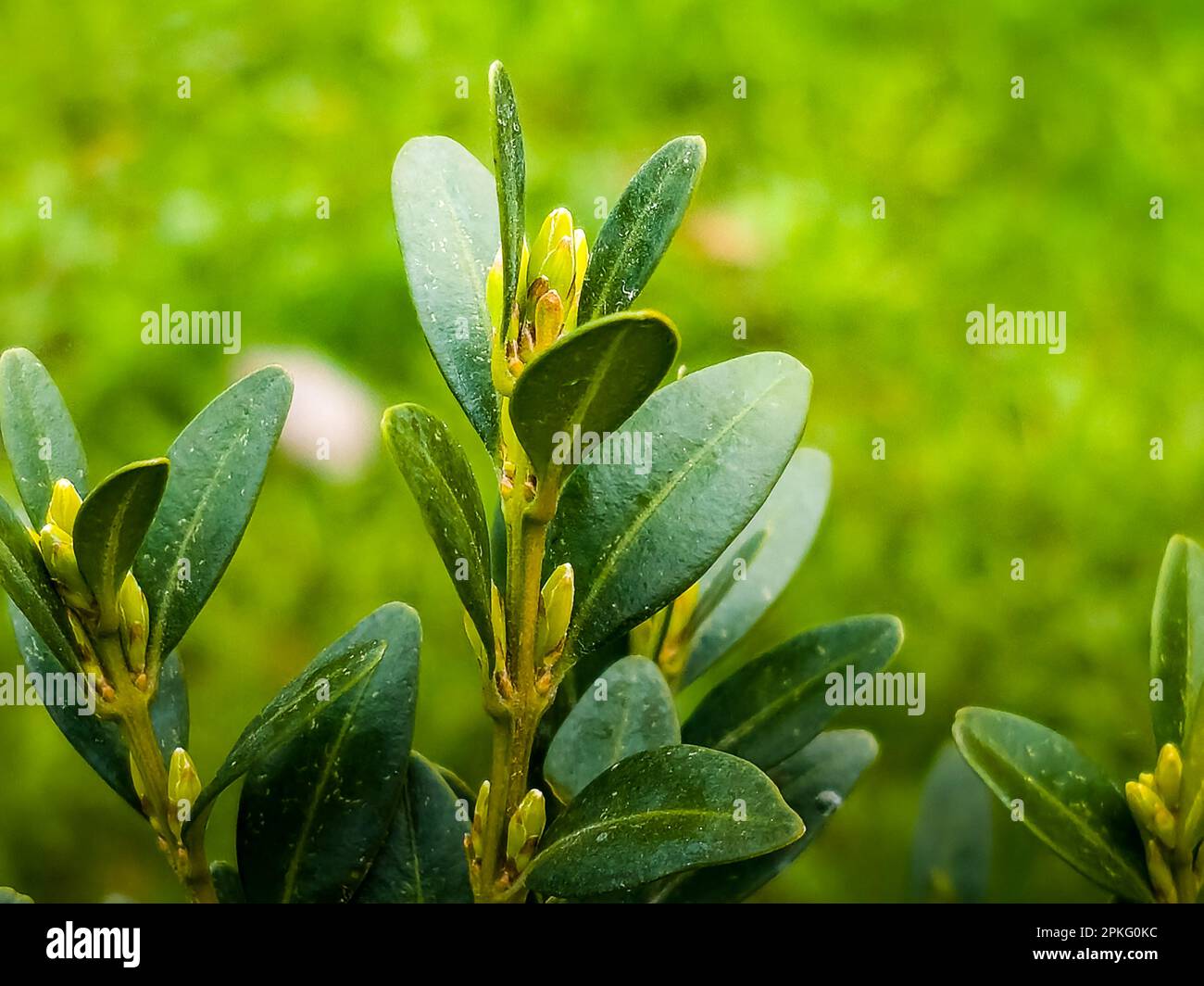 Buxus Microphylla Flower