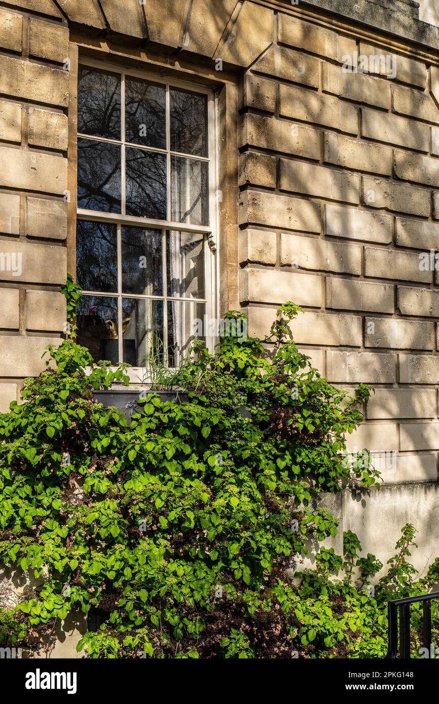 Georgian sash window with Ivy growing outside in Bath, England, UK ...
