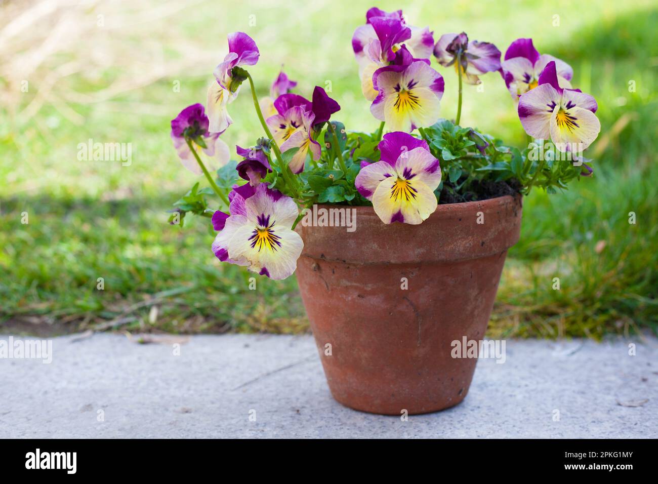 Beutiful flowering Pansy Trailing in a traditional ceramic pot Stock ...