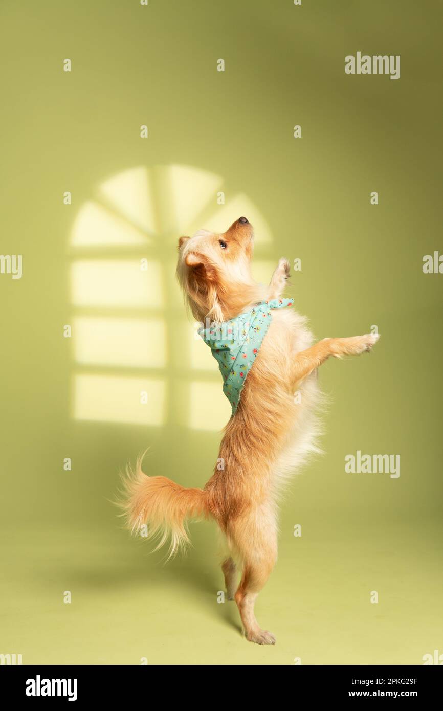 Dog photography at the studio with creative lighting Stock Photo - Alamy