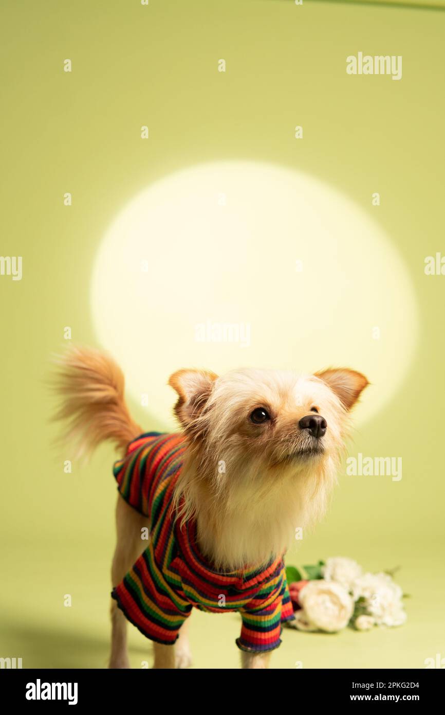 Dog photography at the studio with creative lighting Stock Photo - Alamy