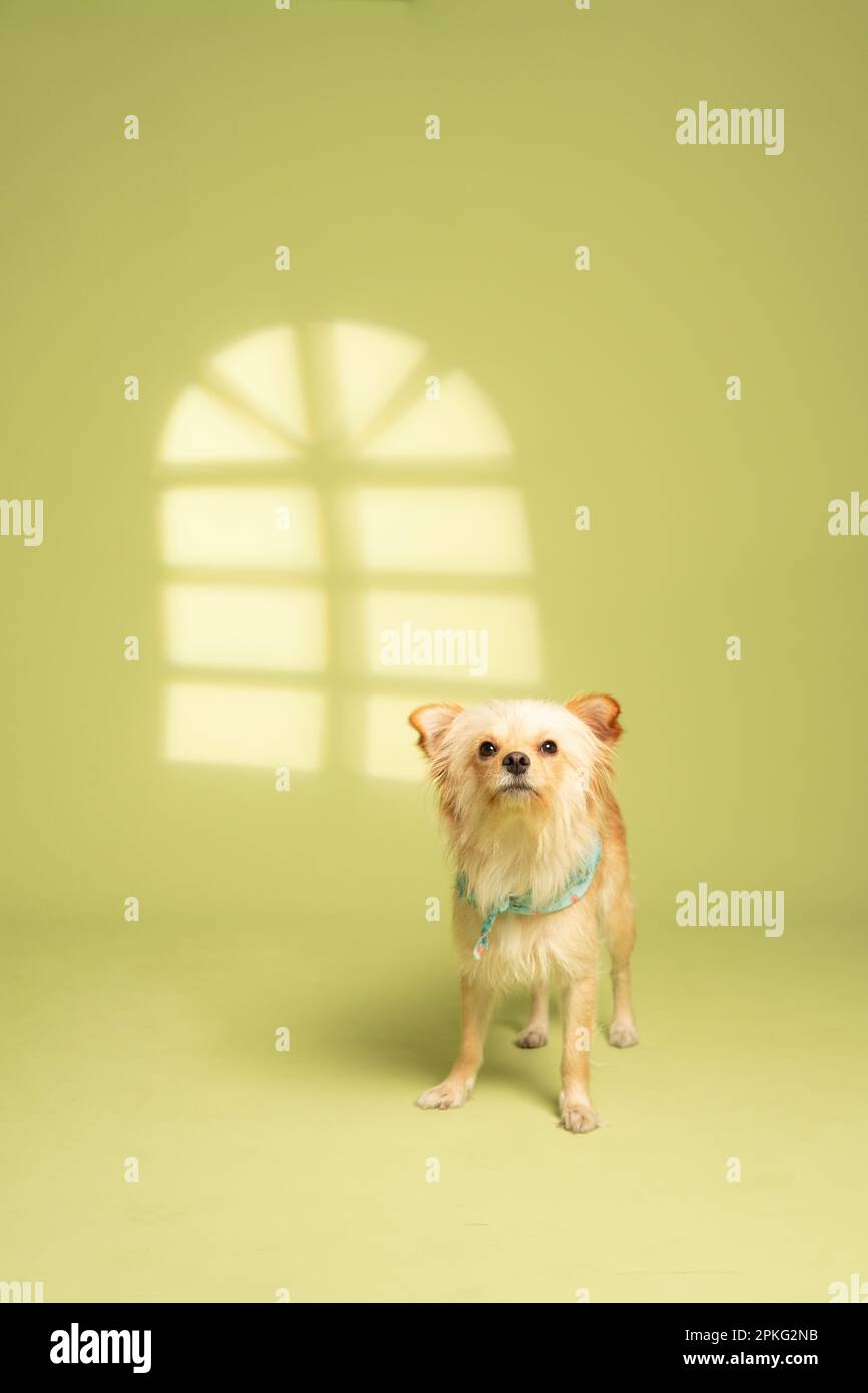 Dog photography at the studio with creative lighting Stock Photo - Alamy