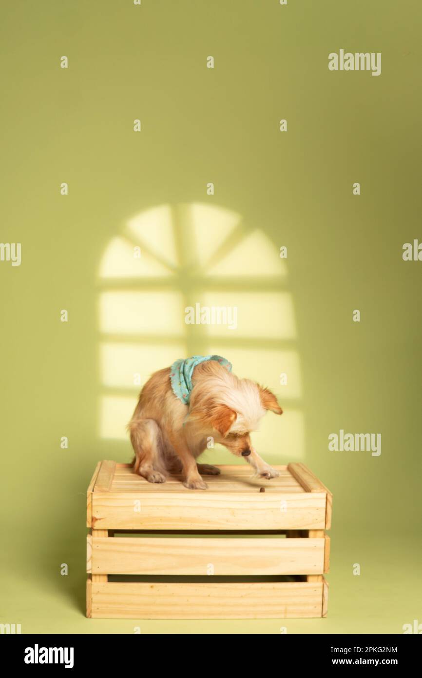 Dog photography at the studio with creative lighting Stock Photo - Alamy