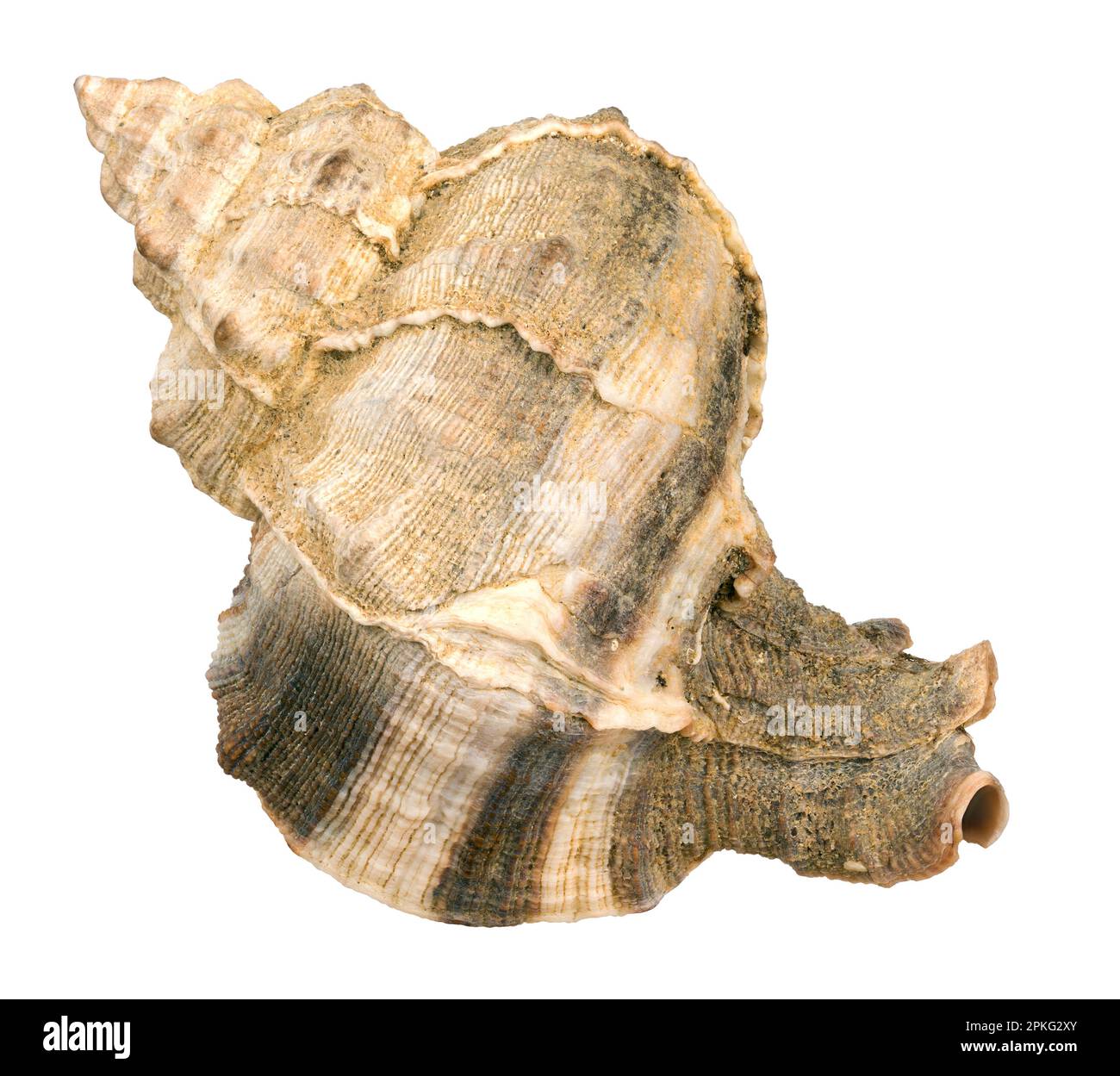 Sea shell on a white background. Charonia tritonis or Triton's trumpet ...