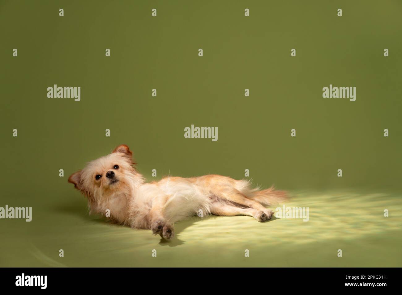 Dog photography at the studio with creative lighting Stock Photo - Alamy