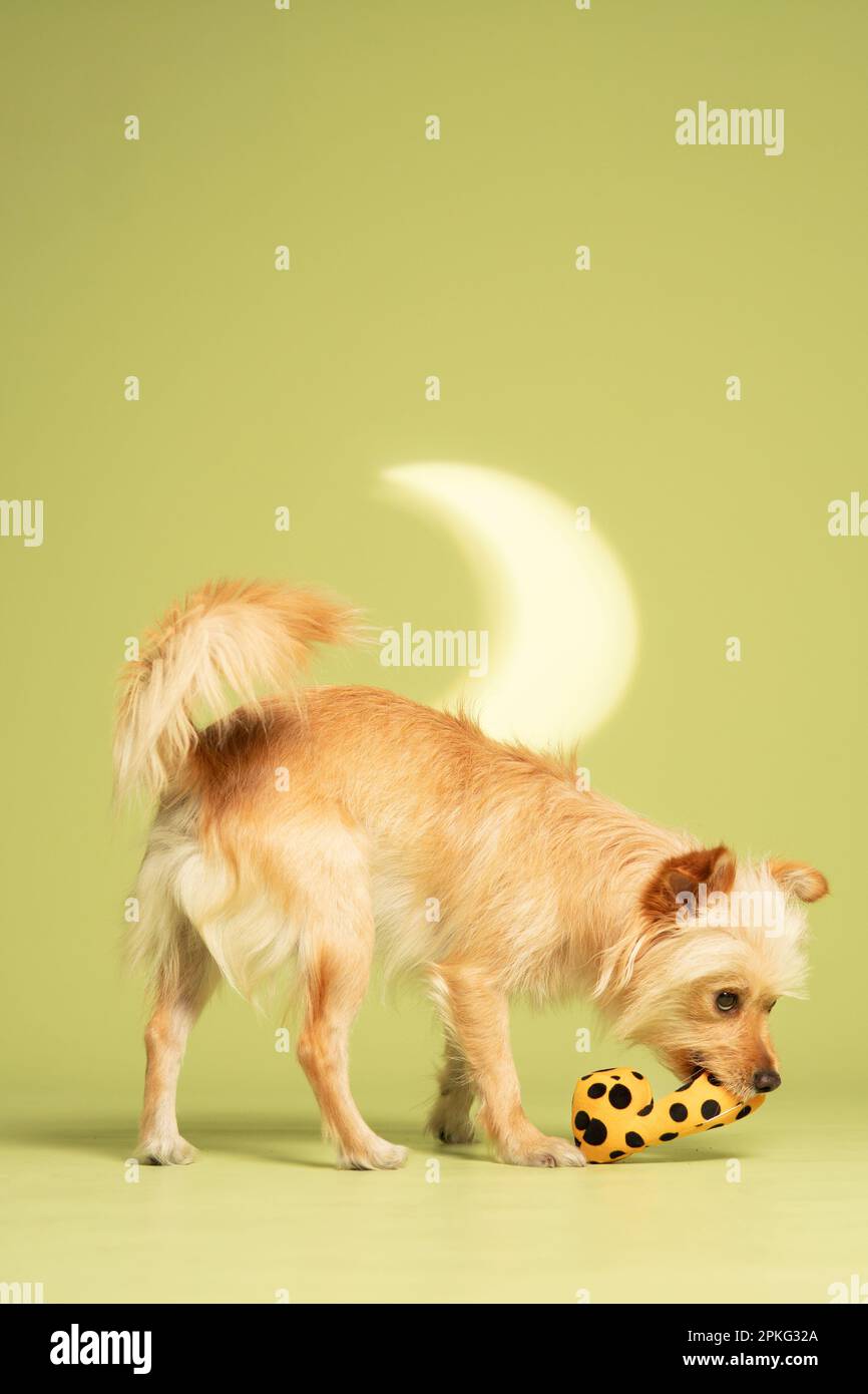Dog photography at the studio with creative lighting Stock Photo - Alamy