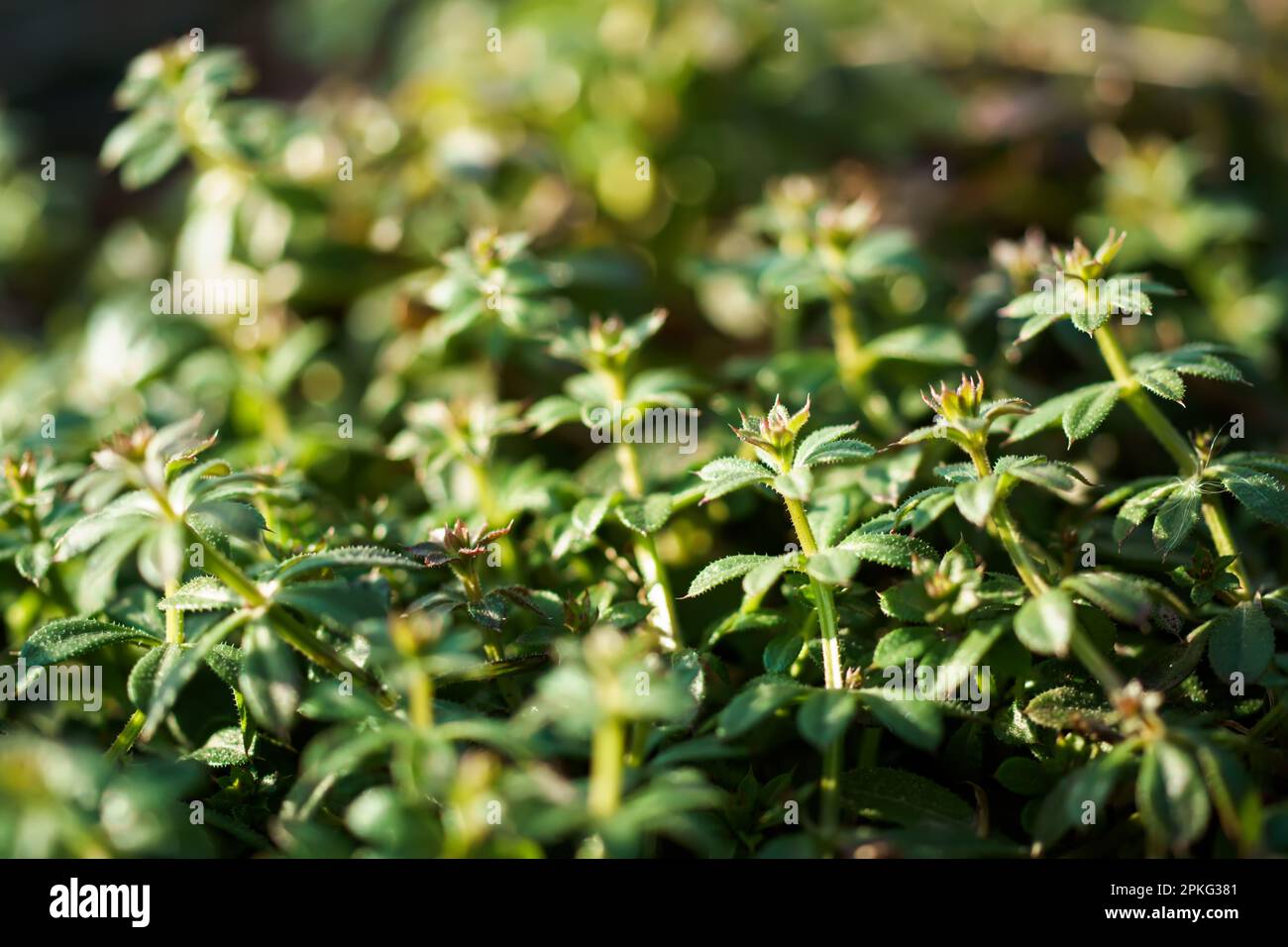 Galium aparine cleavers, catchweed, stickyweed, robin-run-the-hedge ...