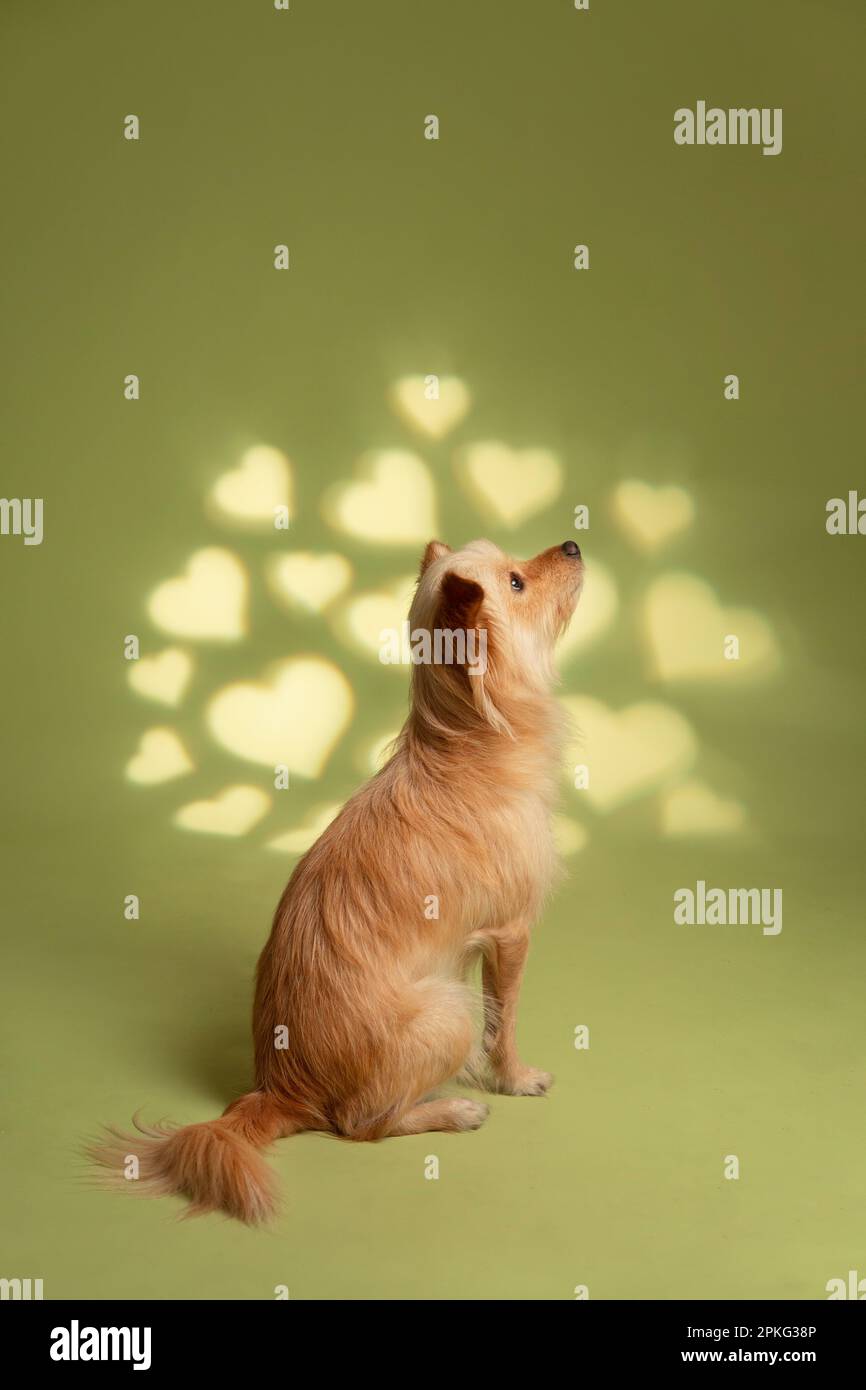 Dog photography at the studio with creative lighting Stock Photo - Alamy