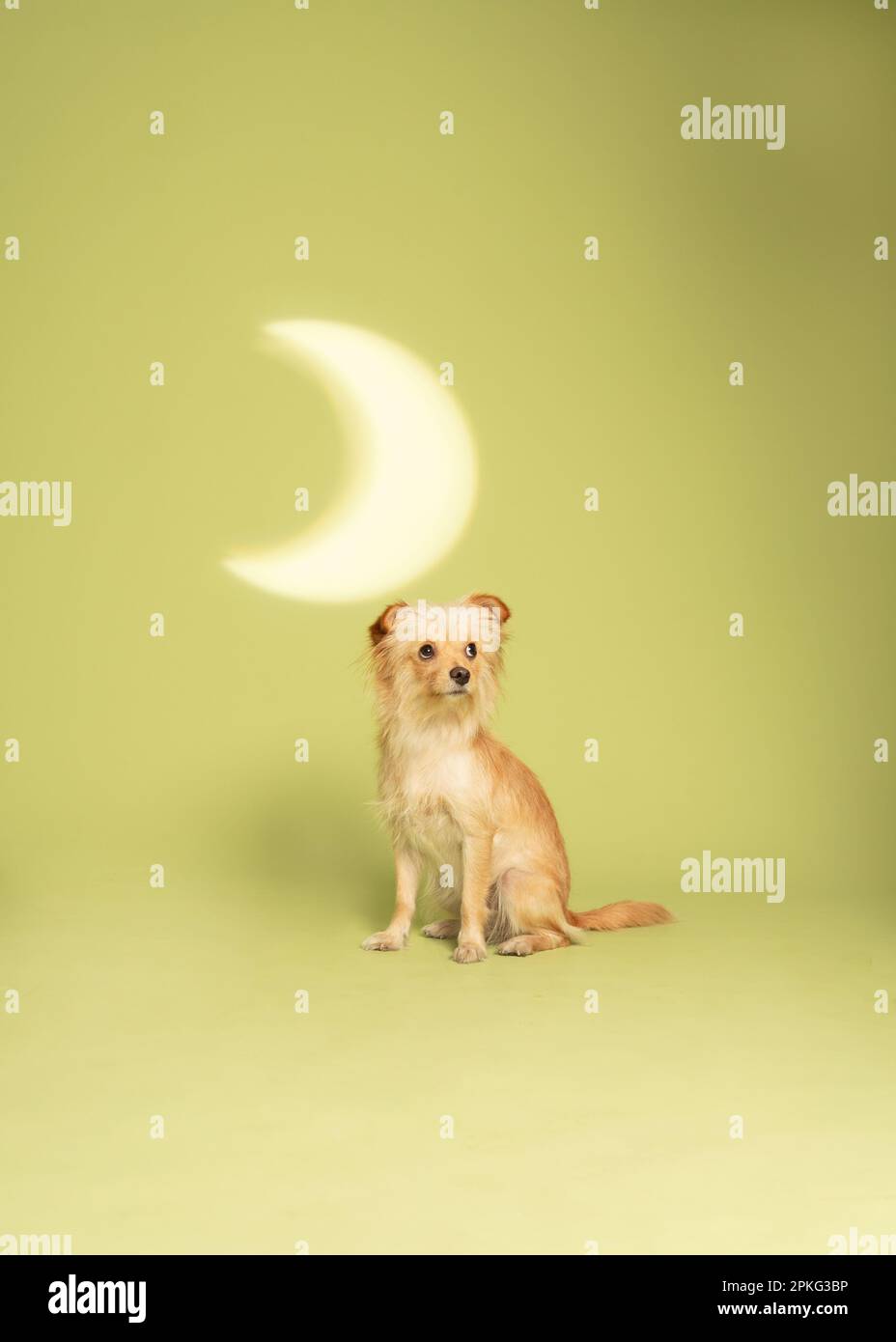 Dog photography at the studio with creative lighting Stock Photo - Alamy