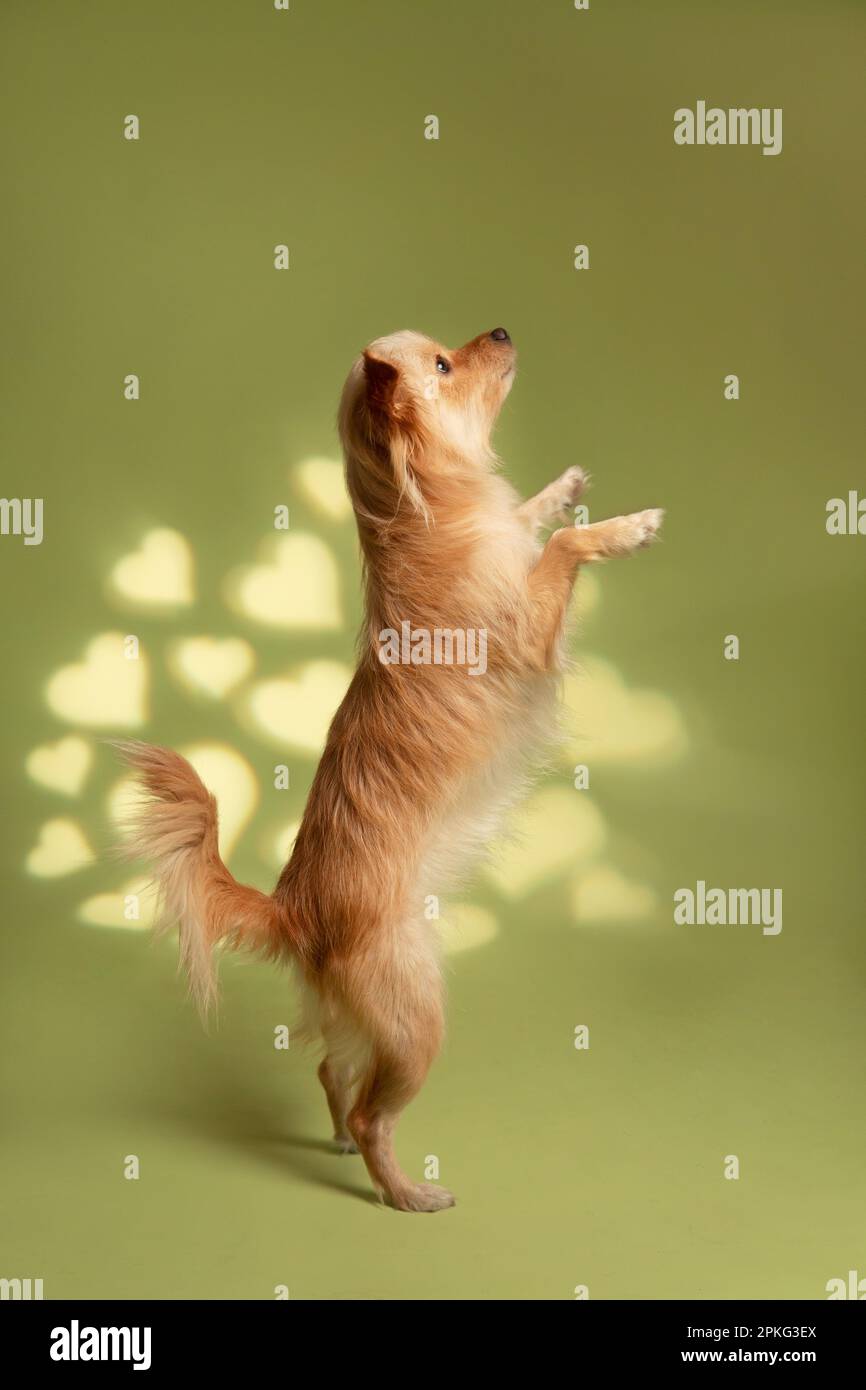 Dog photography at the studio with creative lighting Stock Photo - Alamy