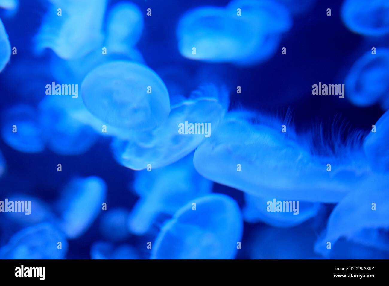 Aurelia is a genus of scyphozoan jellyfish, commonly called moon ...