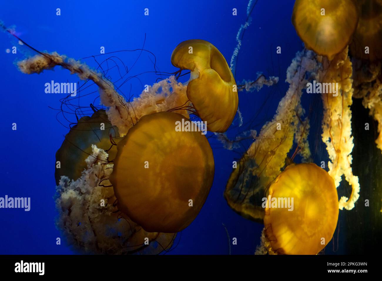 Colourful jellyfish swims in blue ocean sea, dangerous poisonous ...