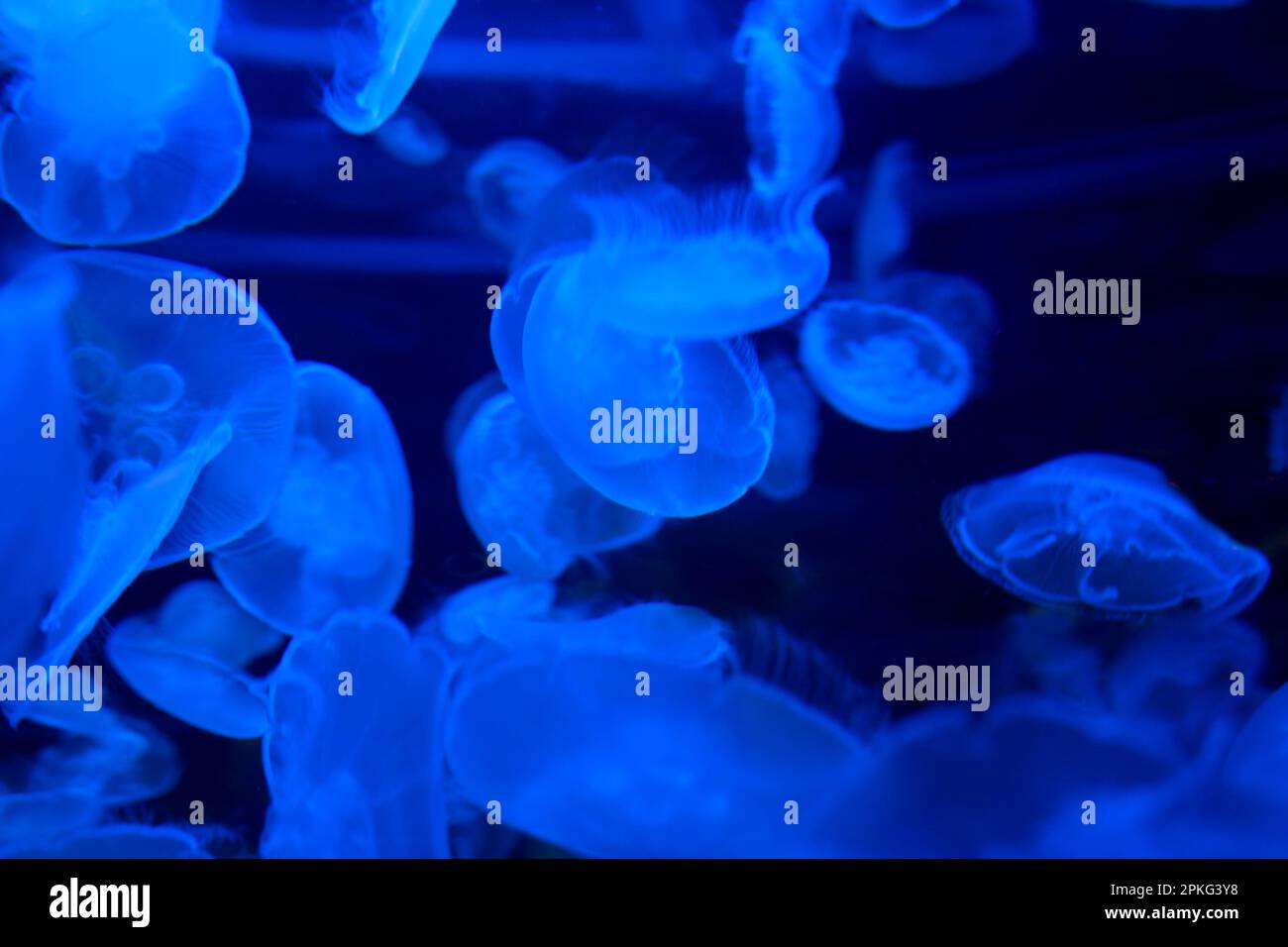 Translucent moon jellies hi-res stock photography and images - Alamy