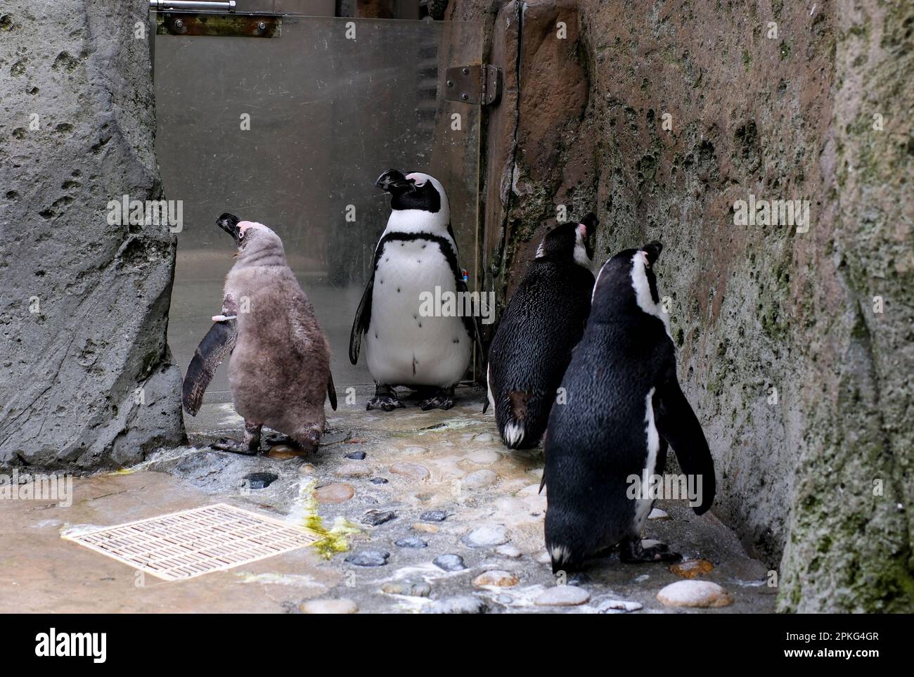 family of four penguins stand almost motionless on rock in the ...