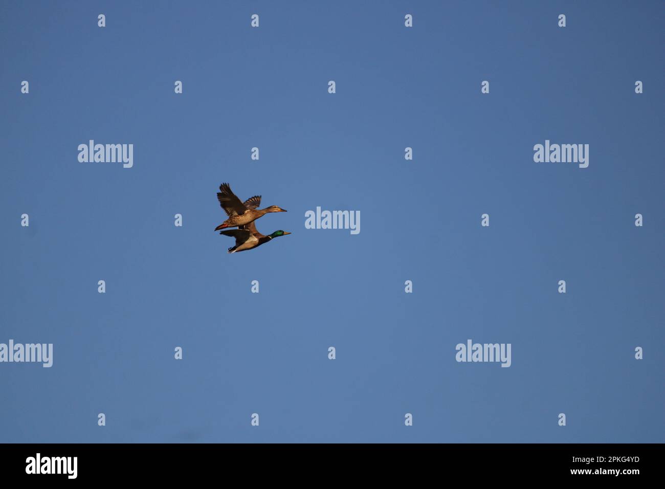 Humedales pato pato hi-res stock photography and images - Alamy