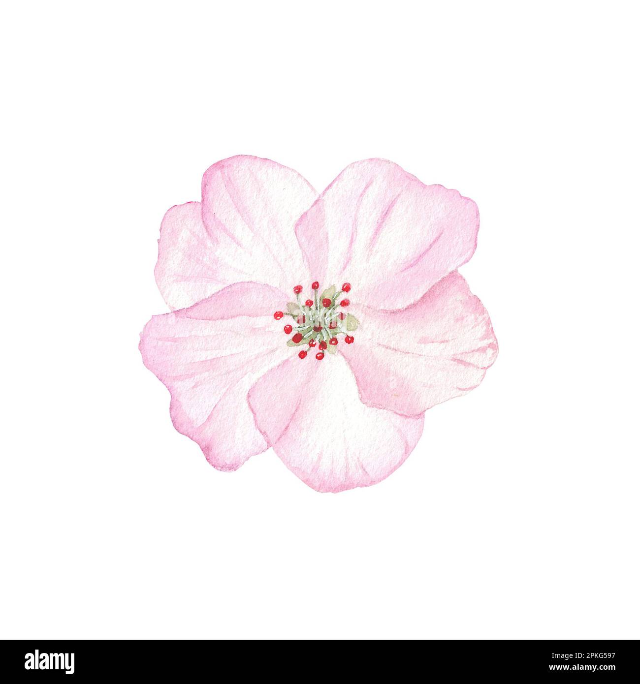 Cherry flowers, a cherry blossom isolated in white background, fruit ...
