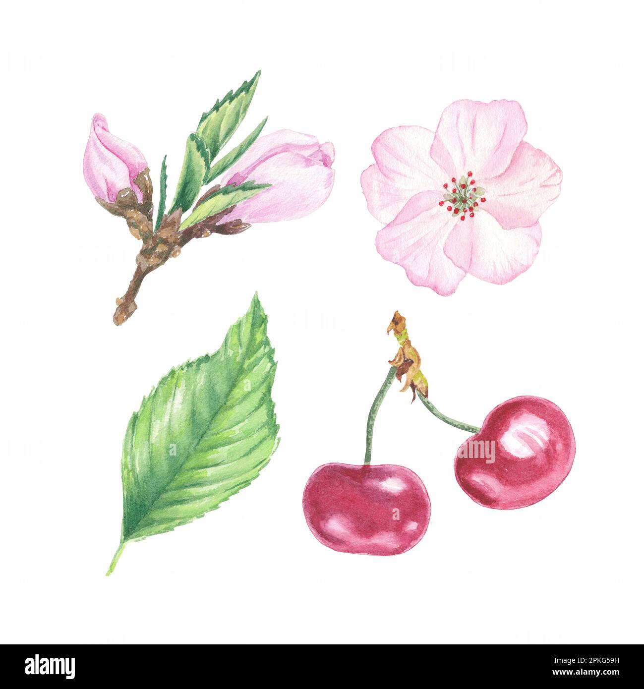 Cherry watercolor clipart, cherry blossom isolated in white background ...