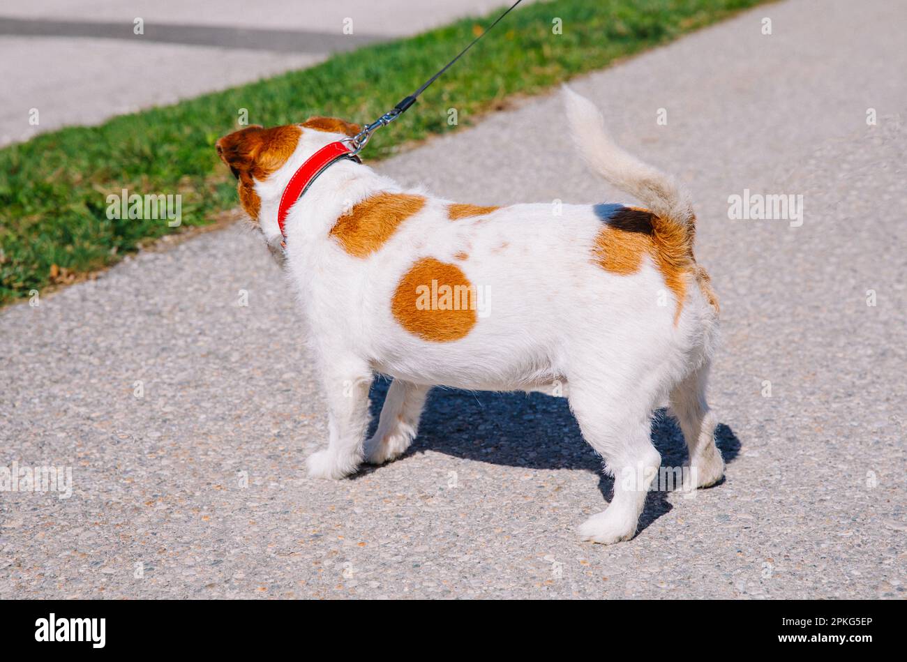 A small Jack Russell Terrier dog walking with his owner in a city alley ...