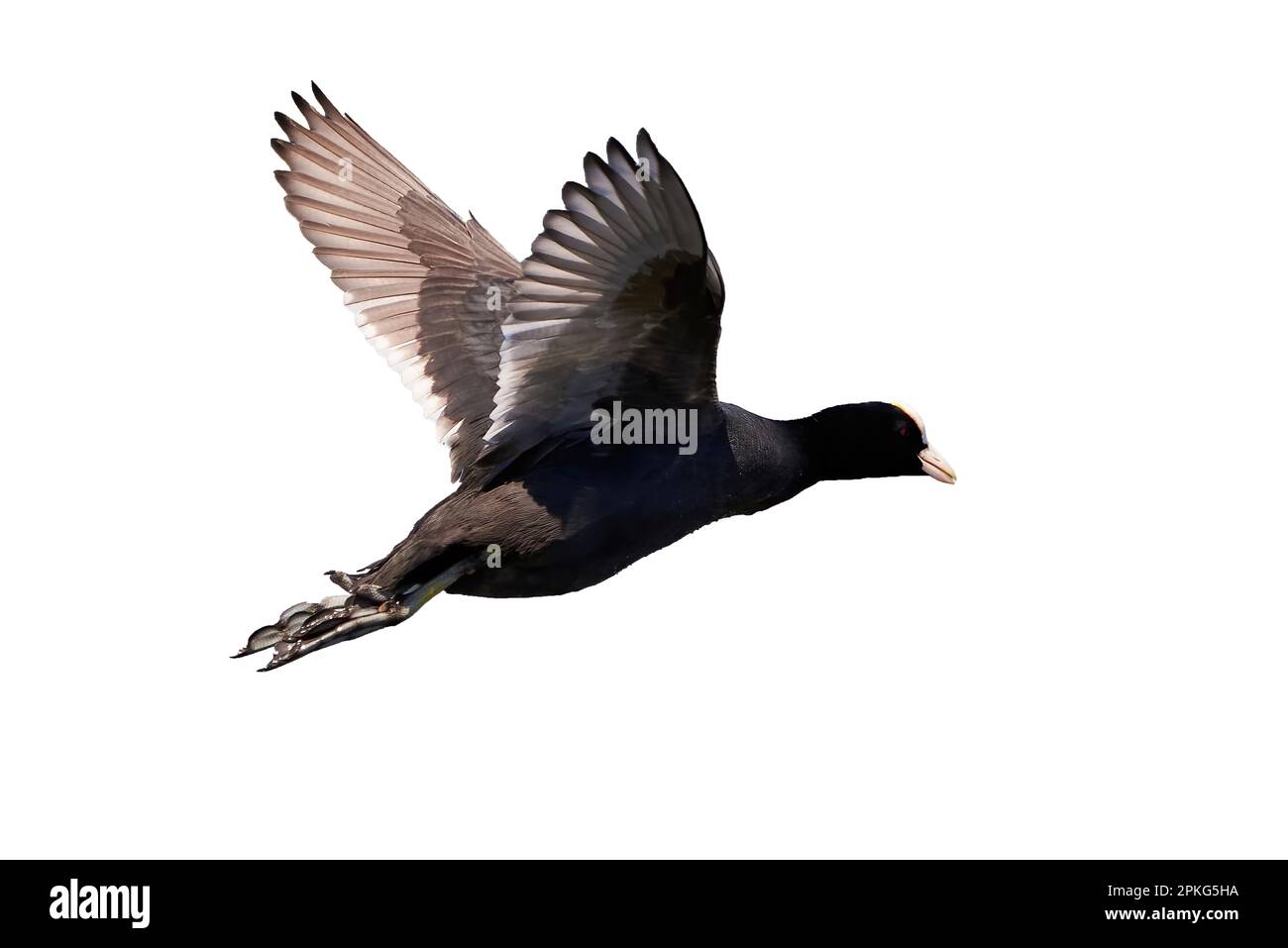 Eurasian Coot isolated on white background ( Fulica Atra Stock Photo ...