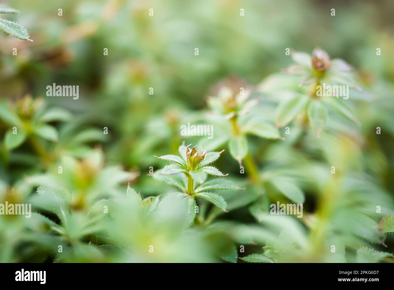 Galium aparine cleavers, catchweed, stickyweed, robin-run-the-hedge ...