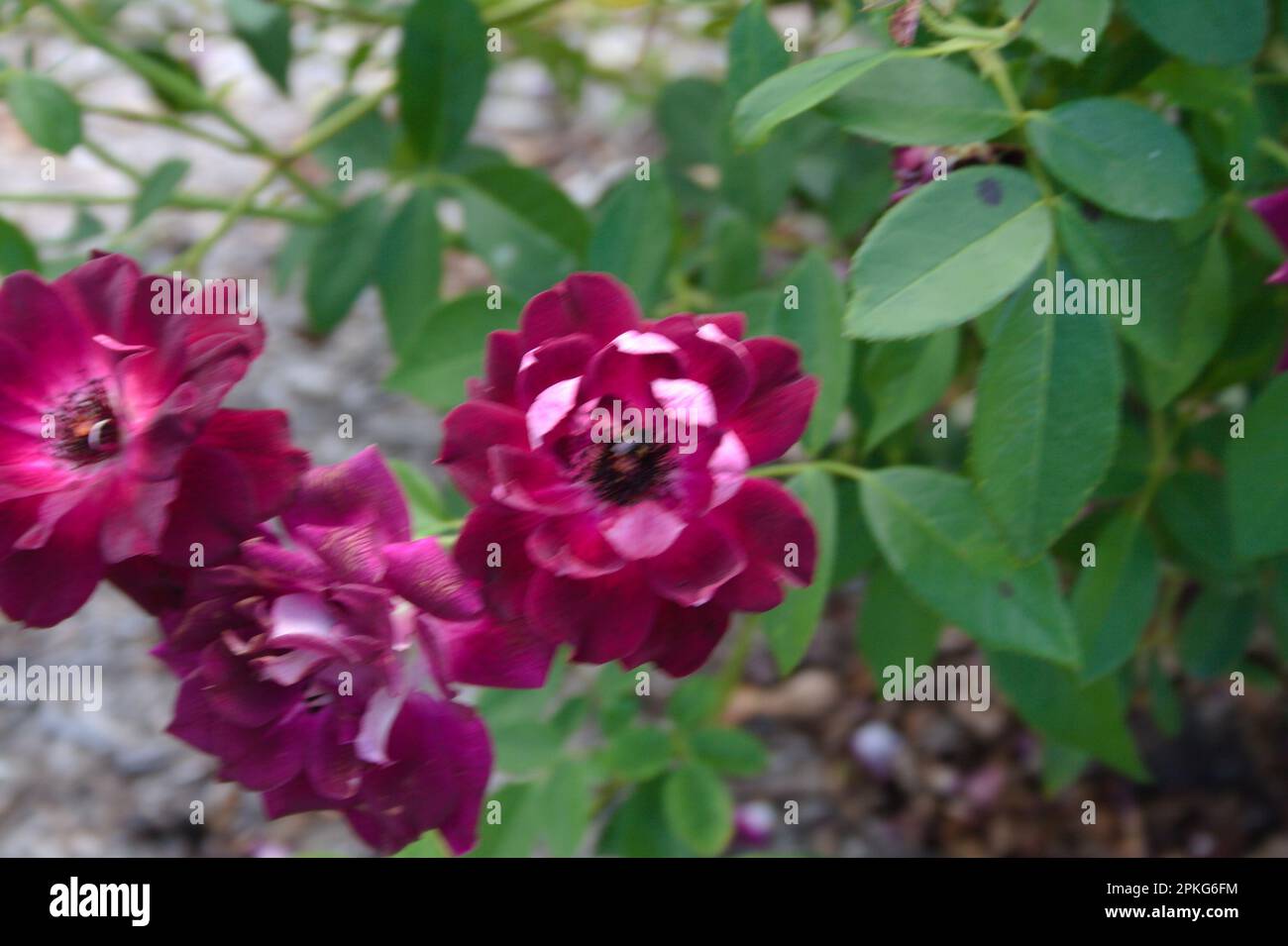 New Farm Park Flowers Stock Photo - Alamy
