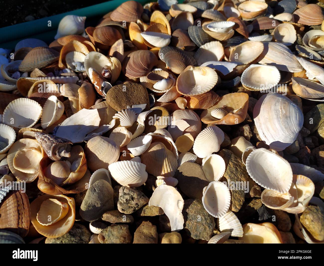 Russian Federation. Leningrad region, near the city of St. Petersburg ...