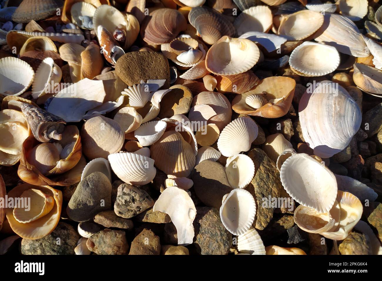 Russian Federation. Leningrad region, near the city of St. Petersburg ...