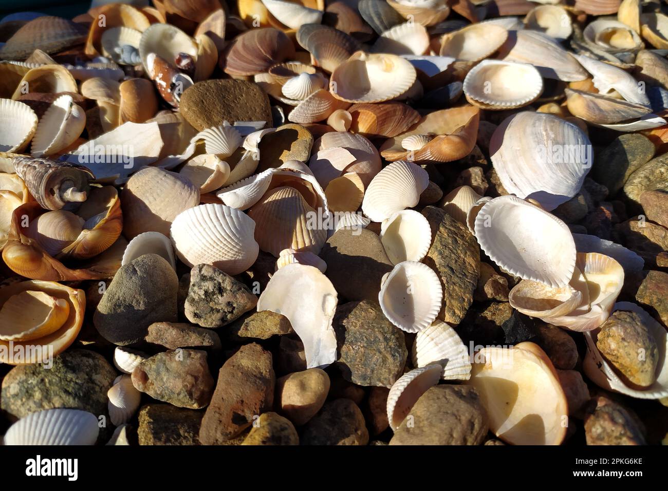 Russian Federation. Leningrad region, near the city of St. Petersburg. Priozersky district ...