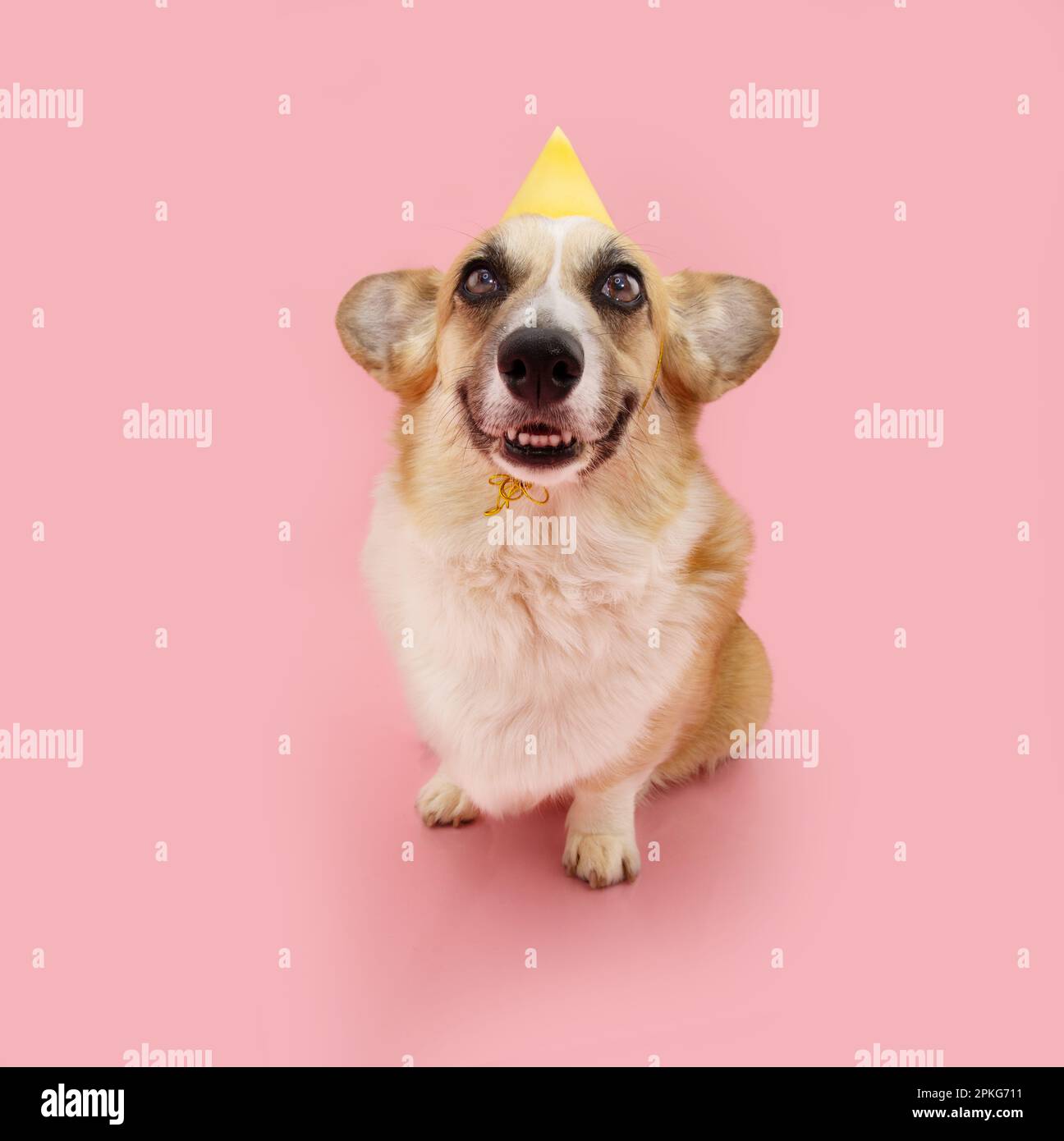Corgi birthday card hi-res stock photography and images - Alamy