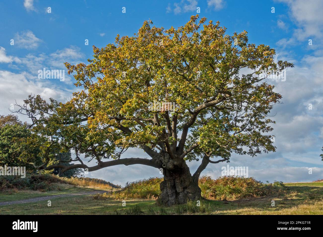 Sunlit old large English Oak tree in Autumn colour against blue sky in ...