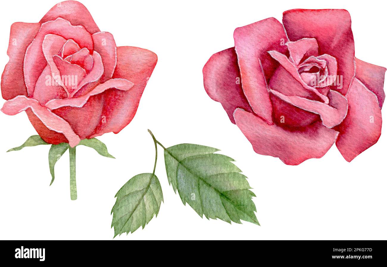 Watercolor red roses. Hand drawn floral illustration Stock Photo - Alamy