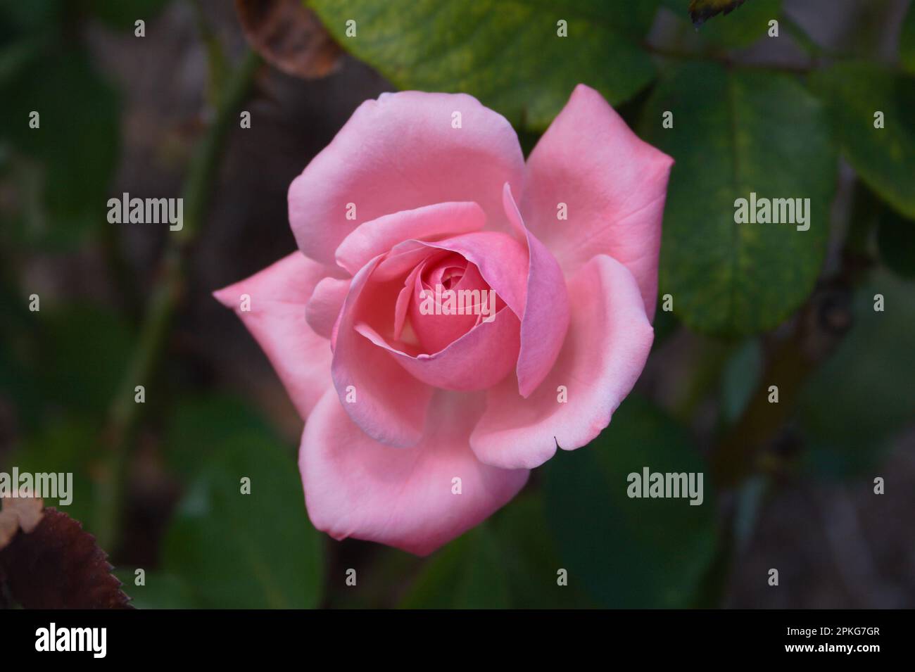 New Farm Park Flowers Stock Photo - Alamy