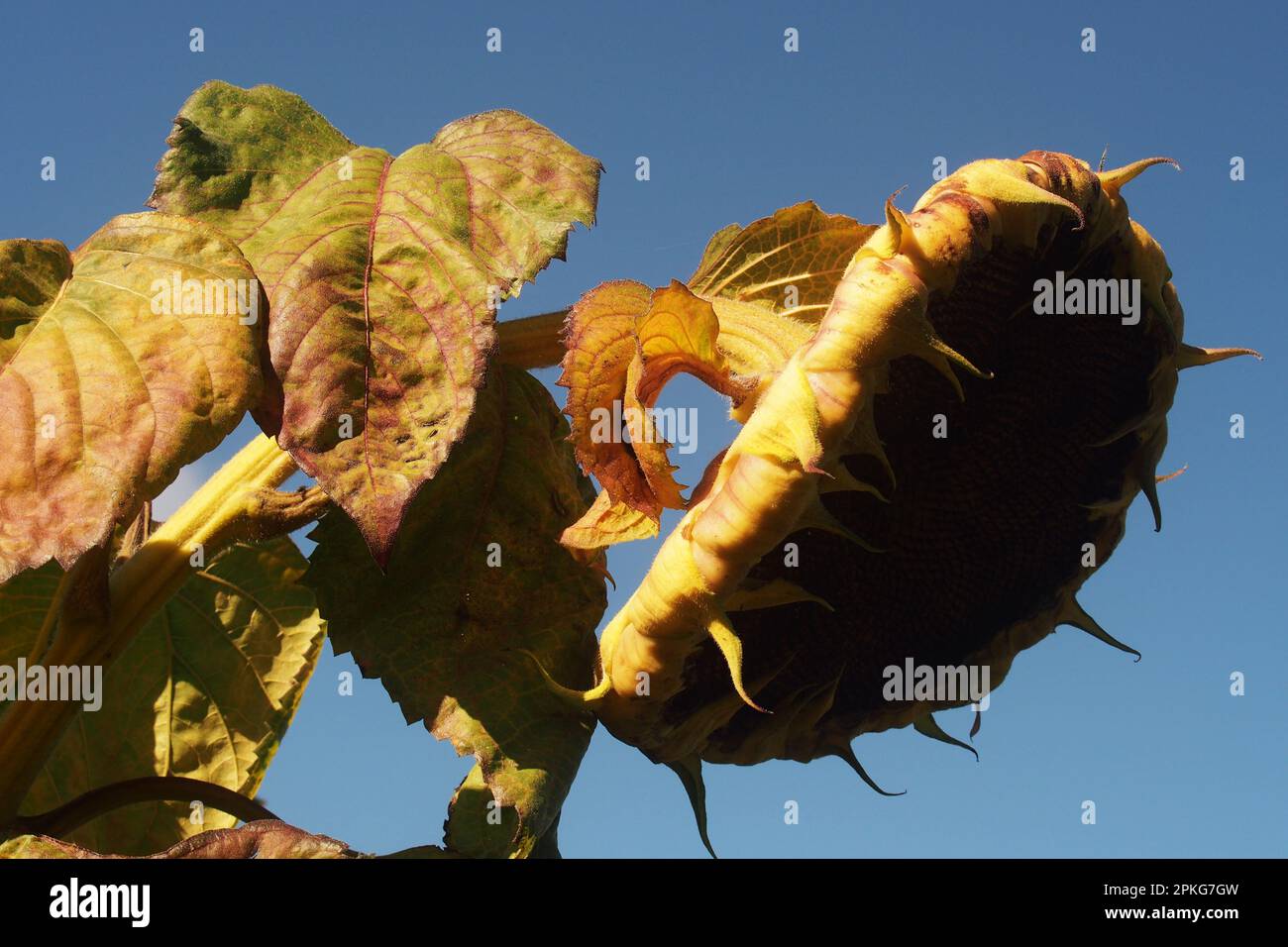 The seed head of a large sunflower drooping over against a blue sky at ...