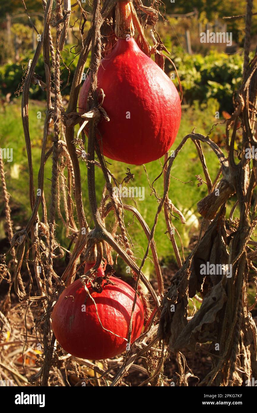 Squash fruit growing on a rope framework to keep the produce off the ...