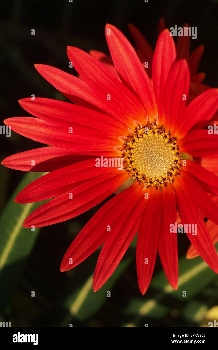 Osteospermum red hi-res stock photography and images - Alamy