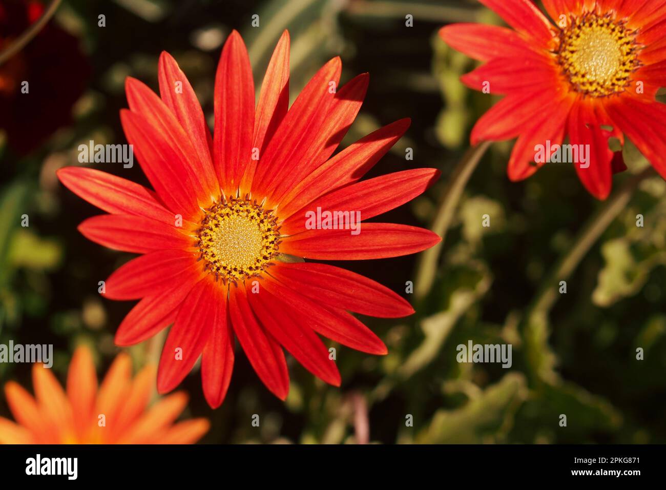 Osteospermum red hi-res stock photography and images - Alamy