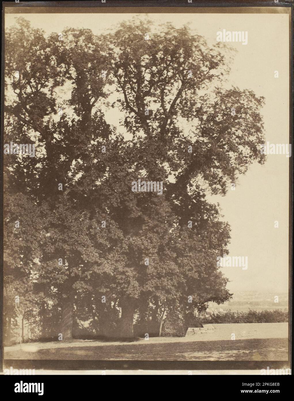 Tree Study at Saint-Cloud 1851 by Louis-Remy Robert Stock Photo - Alamy