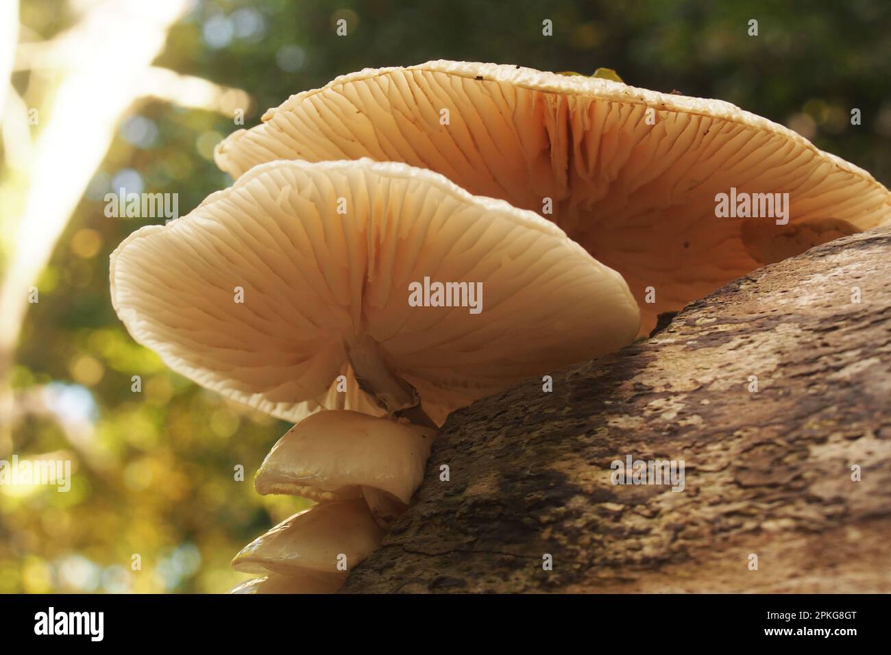 Fungi growing on a fallen tree trunk in autumn in Kent England UK Stock ...
