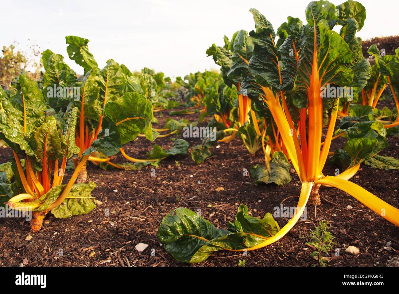 Swiss chard, bright lights, plants growing in an allotment garden ...