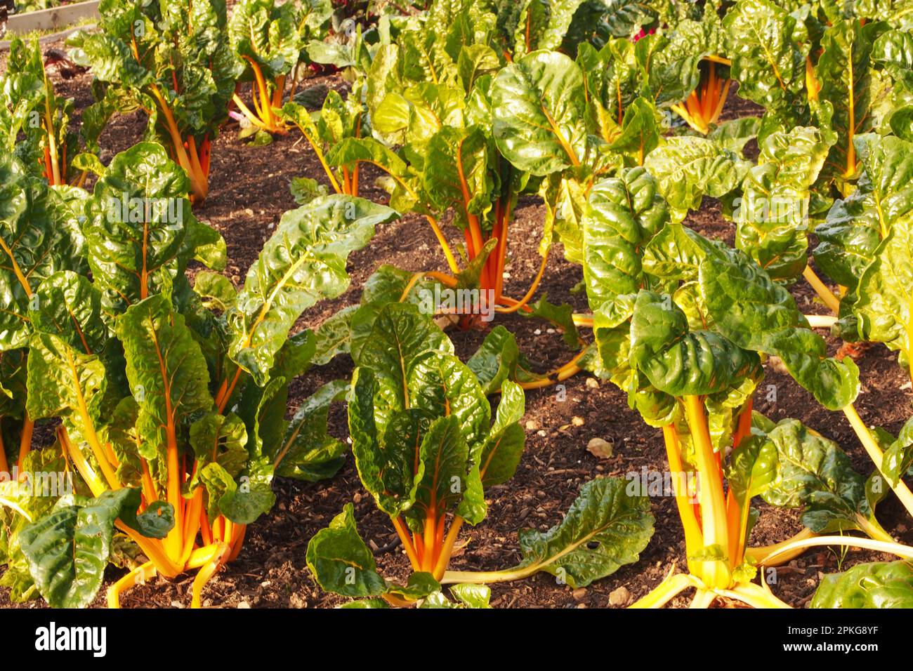 Swiss chard, bright lights, plants growing in an allotment garden ...