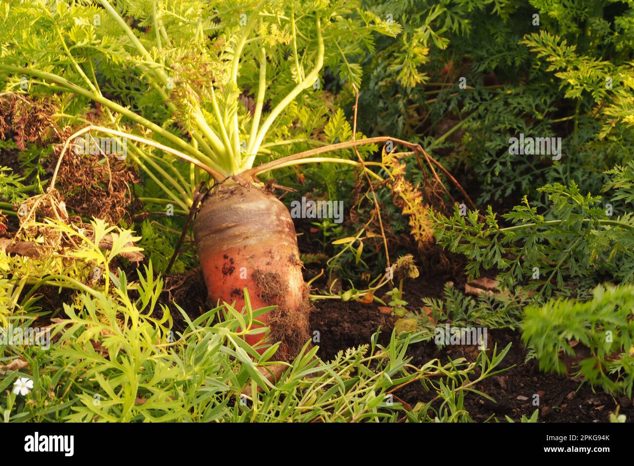 A large carrot half pulled up out of the soil in a vegetable bed still ...