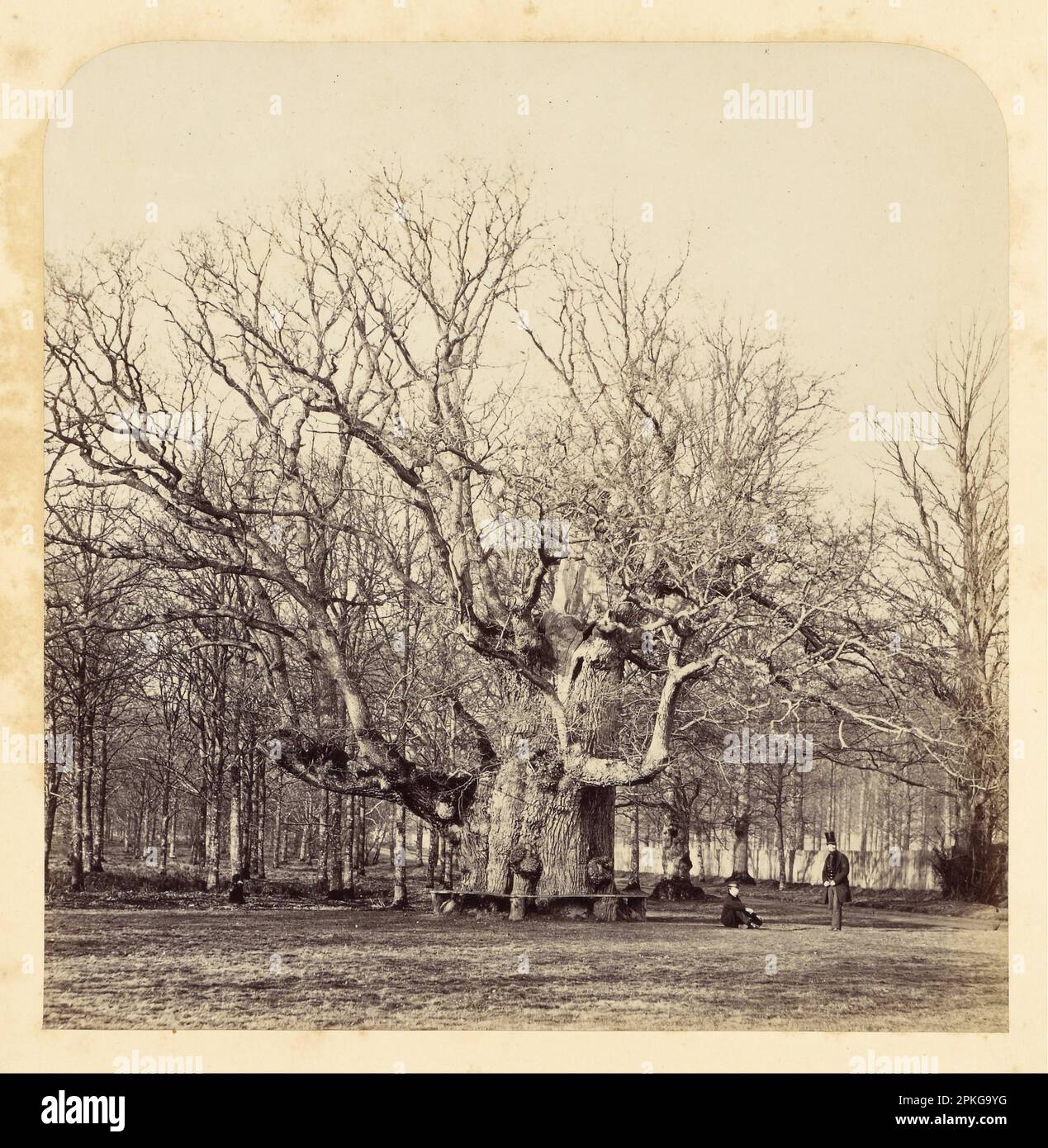 Old pollard oak hi-res stock photography and images - Alamy