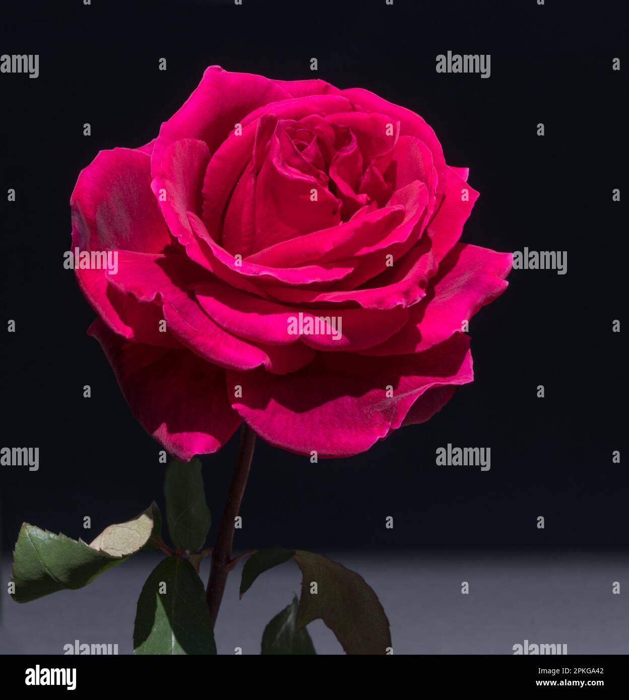 Beautiful huge Mr. Lincoln rose set against black background Stock ...