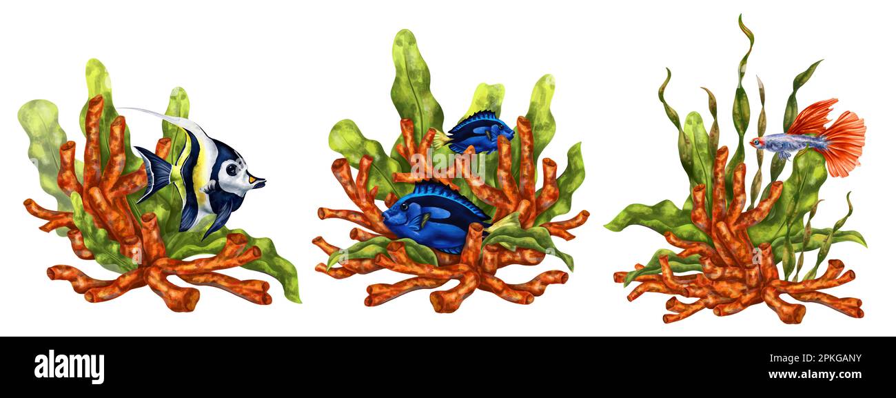 A set of exotic compositions with an underwater world. Digital drawings ...