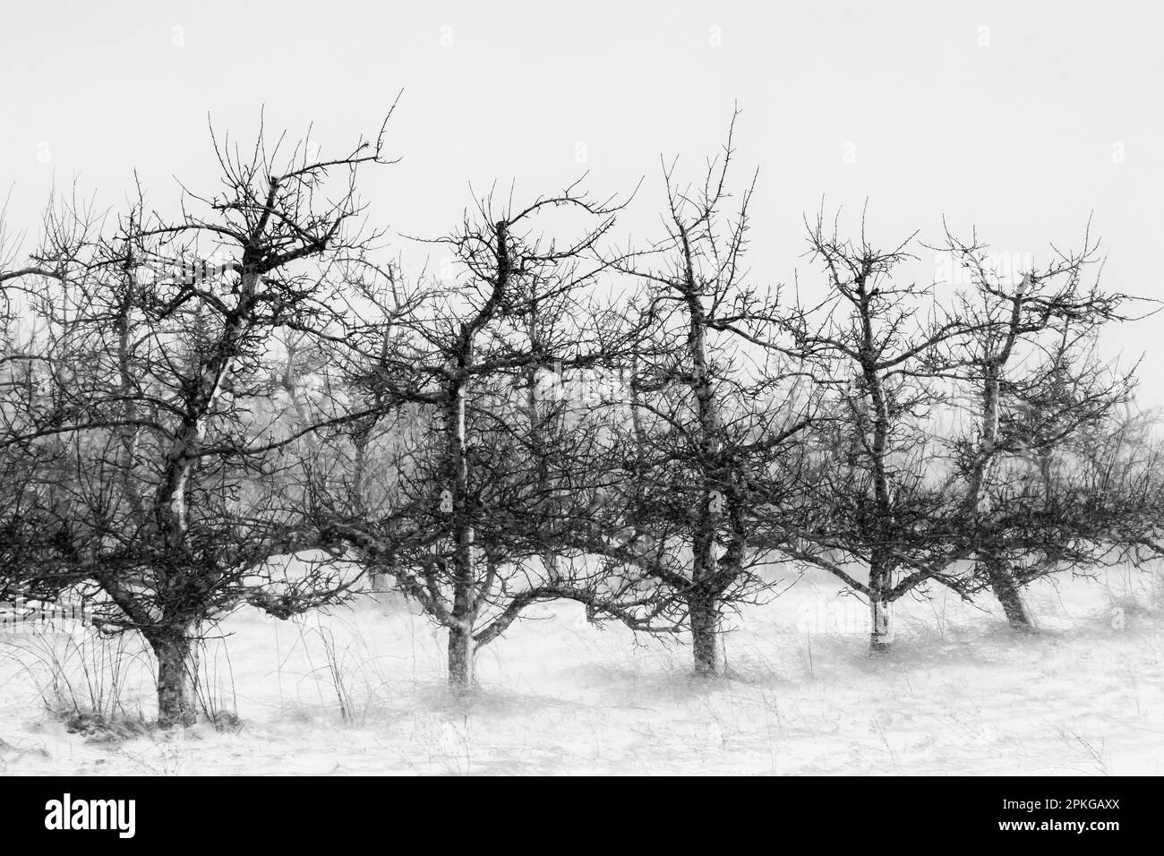 Apple trees rural road Black and White Stock Photos & Images - Alamy