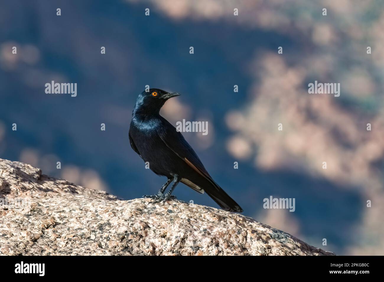 pale winged starling, Onychognathus nabouroup, black bird flying in the ...