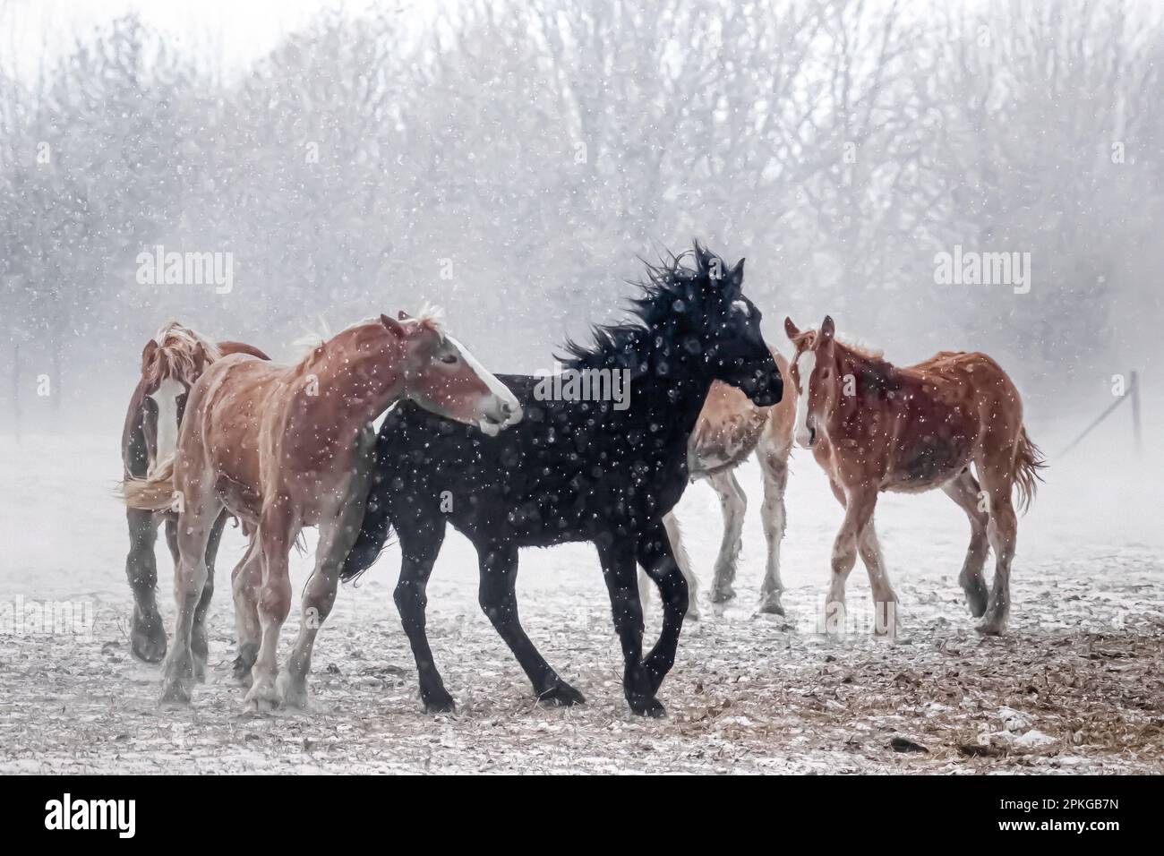 Amish work horses running around a pasture in blowing snow in central ...